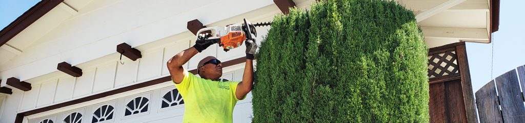 Bush Removal – San Jose Yard Cleanup