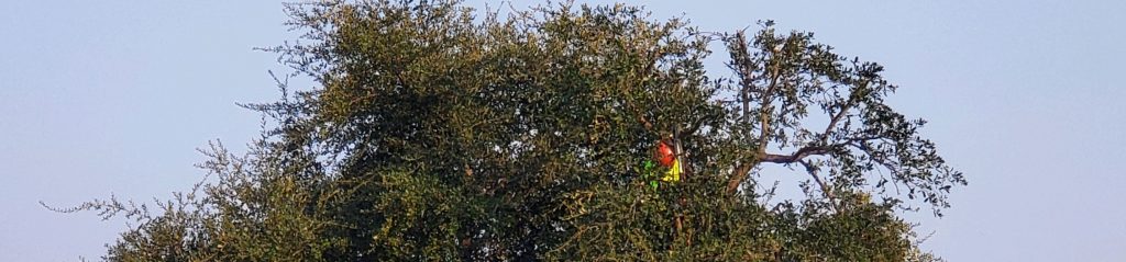 Structural Formative Pruning – San Jose Yard Cleanup